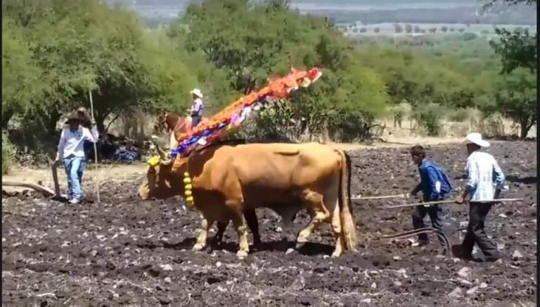 Las Yuntas En La Talega En Honor A San Isidro Labrador 2023 Este Fin